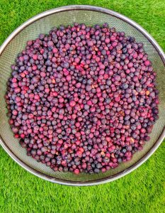 Secrets of Falsa or Phalsa: All You Want to Know - Masala Monk