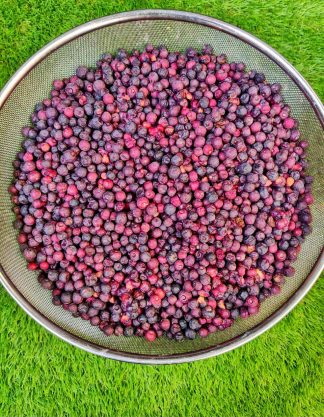 Secrets of Falsa or Phalsa: All You Want to Know - Masala Monk