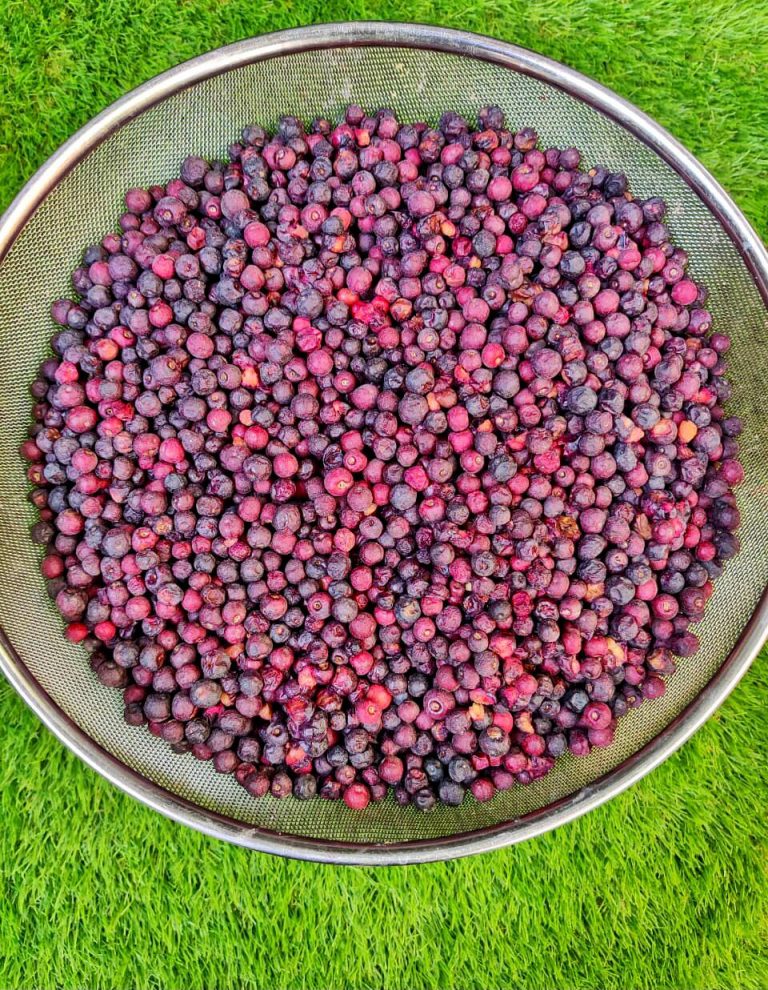 Secrets of Falsa or Phalsa: All You Want to Know - Masala Monk