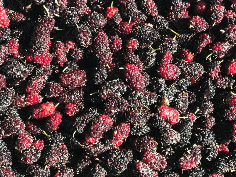 Shahtoot Chutney / Mulberry Fruit Relish or Jam - Masala Monk
