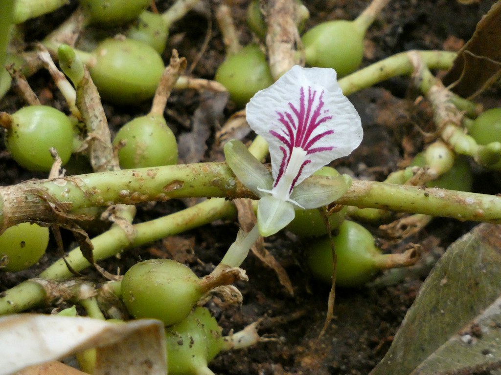 7 Secrets Benefits of Eating Cardamom - Masala Monk Cardamom
