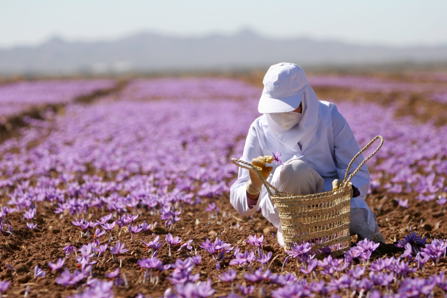 6 Impressive Health Benefits of Saffron - Masala Monk Saffron Benefits