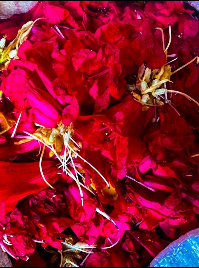 Rhododendron Squash (Buransh ka Sharbat) - Masala Monk