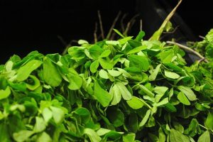 7 Benefits of Fenugreek Seeds(Methi) for Hair - Masala Monk Fenugreek