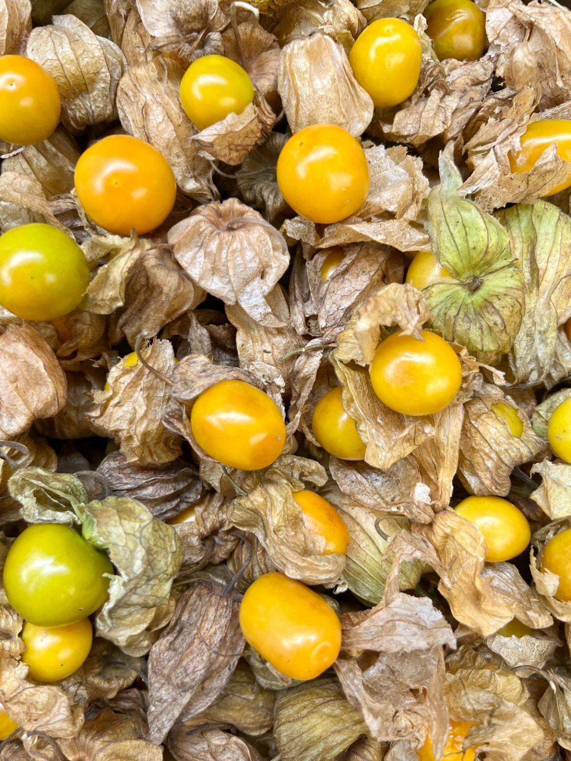 Cape Gooseberry and Mint Jam: Homemade Preserve - Masala Monk