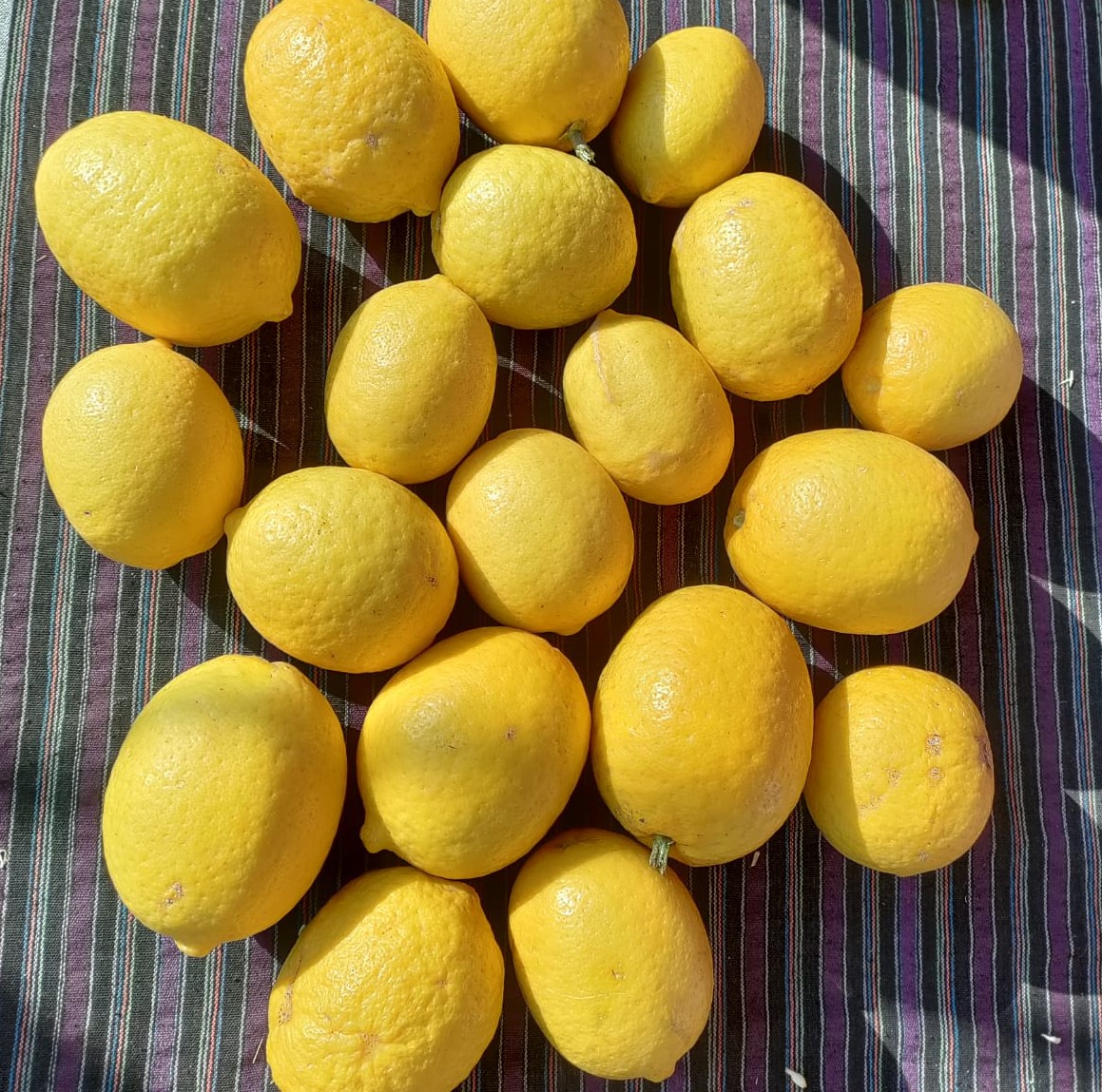 6 Benefits of Galgal (Hill lemon) - Masala Monk