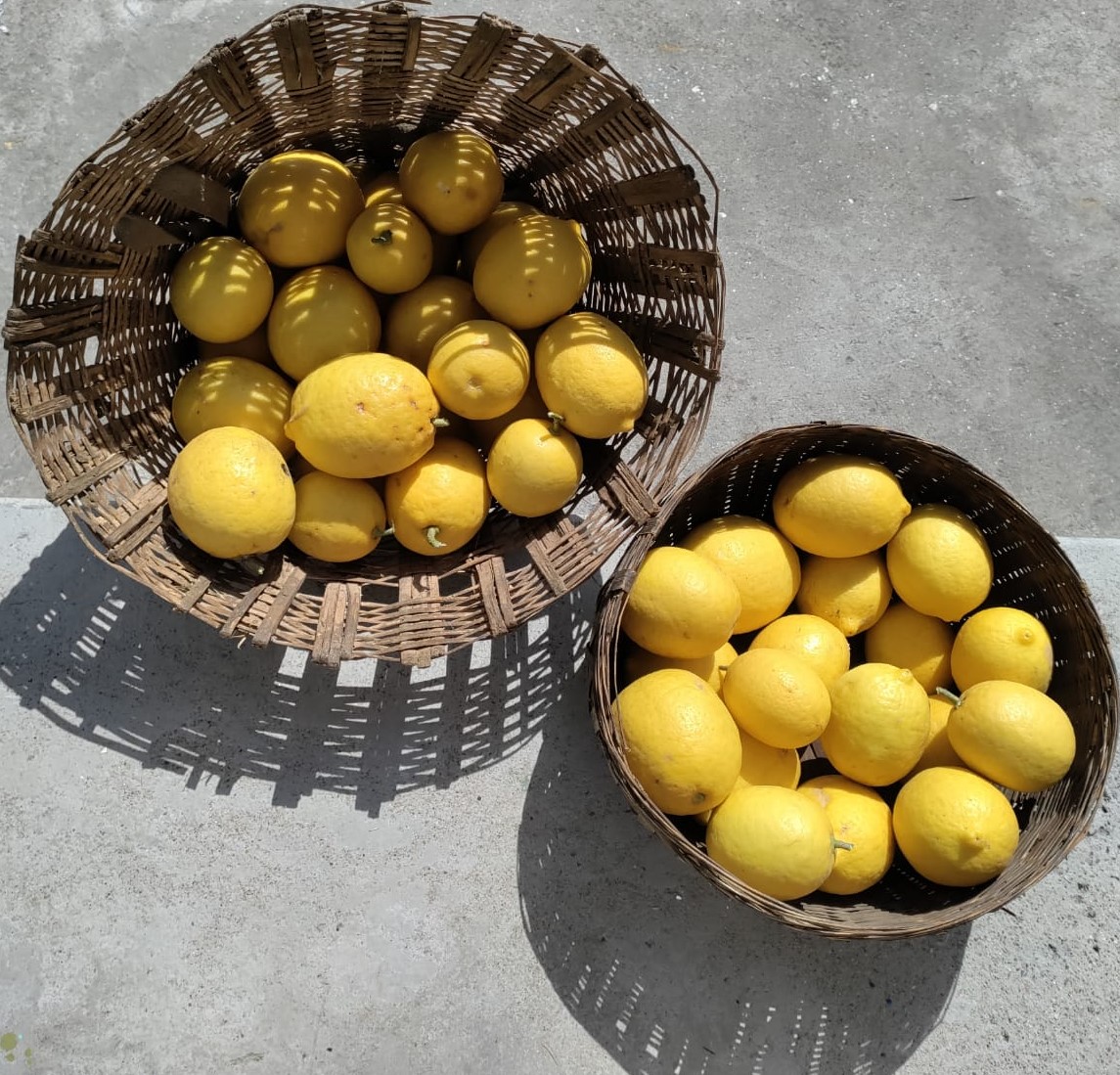 6 Benefits of Galgal (Hill lemon) - Masala Monk