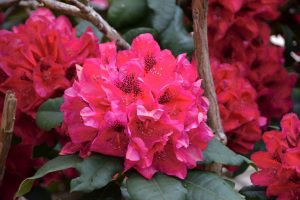 8 Unbelievable Health Benefits of Rhododendron - Masala Monk