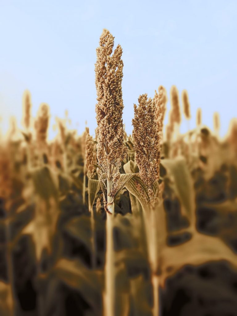 Exploring the Various Types of Millets in India - Masala Monk