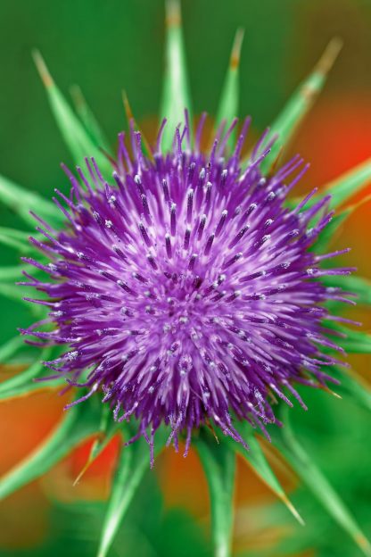 Side Effects of Milk Thistle - Masala Monk