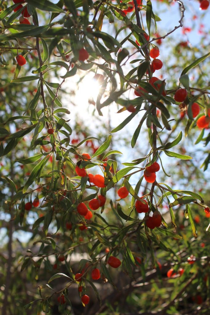 Health Benefits of Goji Berries - Masala Monk