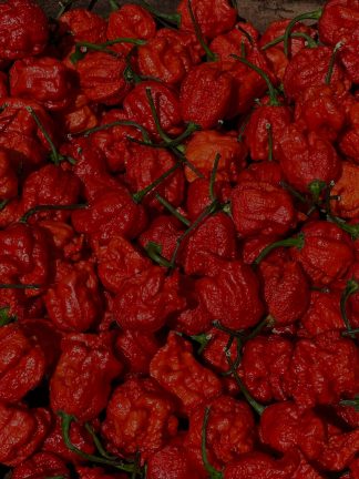 Ghost Pepper vs. Carolina Reaper: A Fiery Showdown - Masala Monk