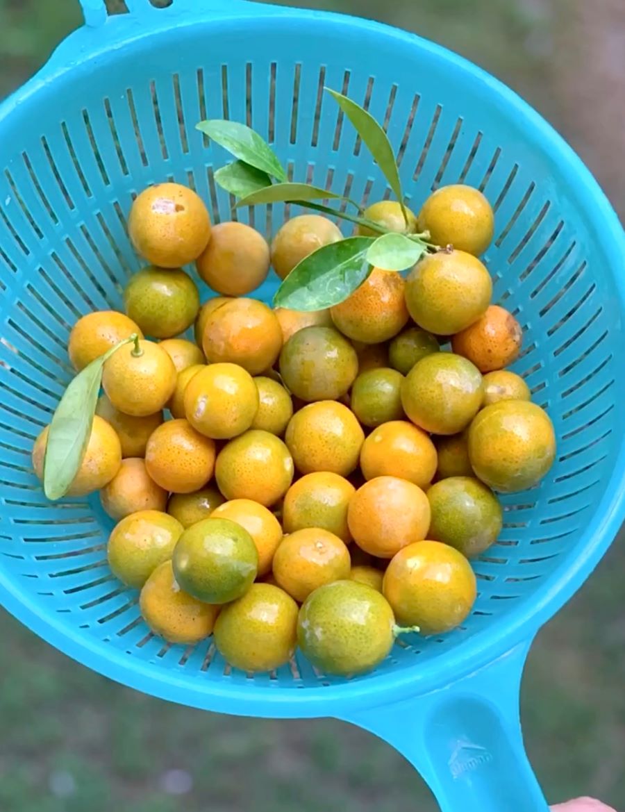 Calamondin Orange Marmalade- Simple Quick Recipe - Masala Monk