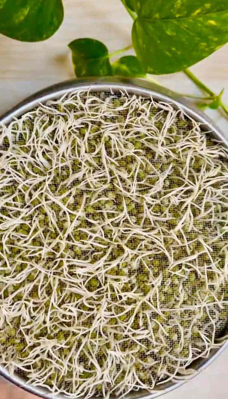 How to sprout moong overnight with one secret step - Masala Monk
