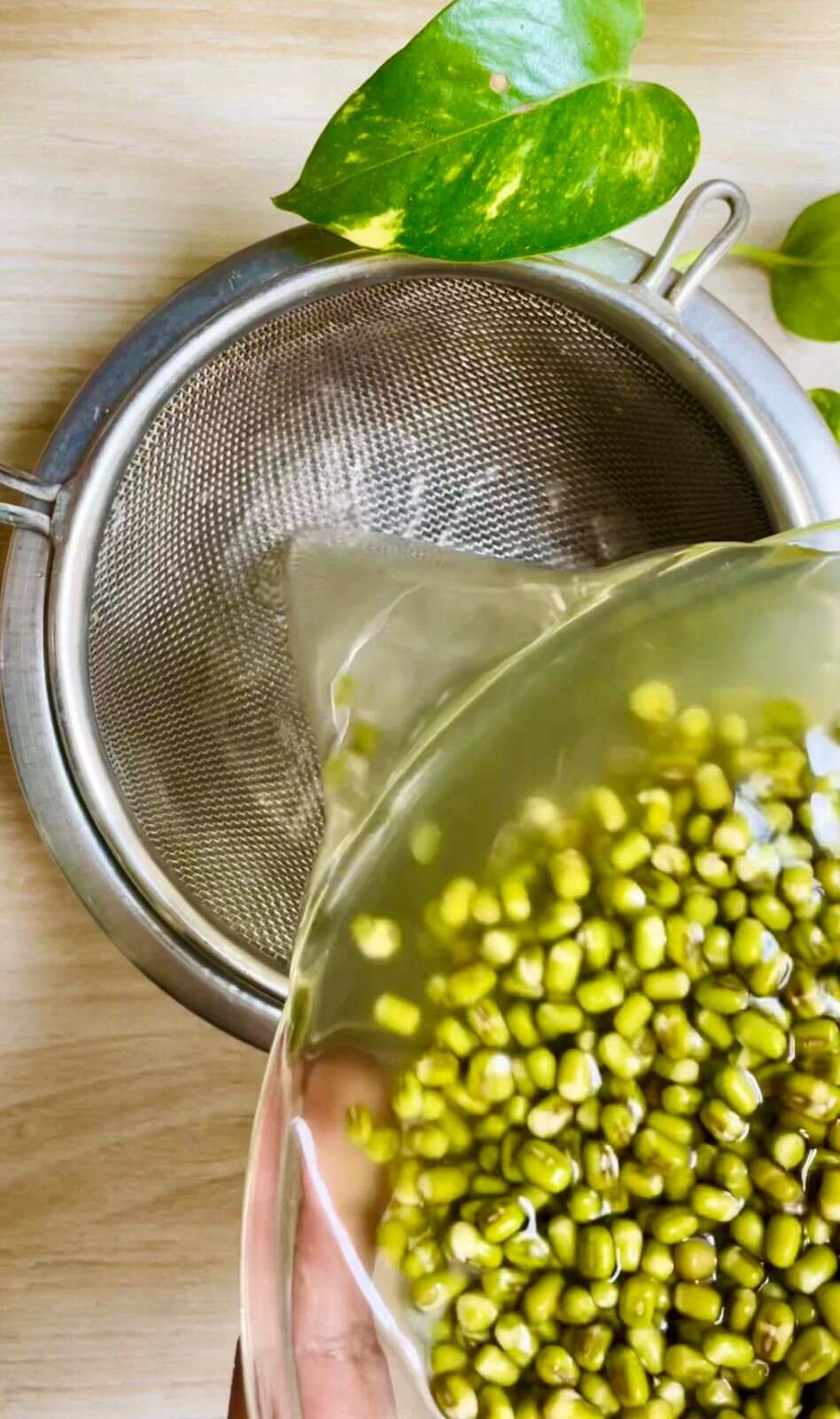 How to sprout moong overnight with one secret step - Masala Monk