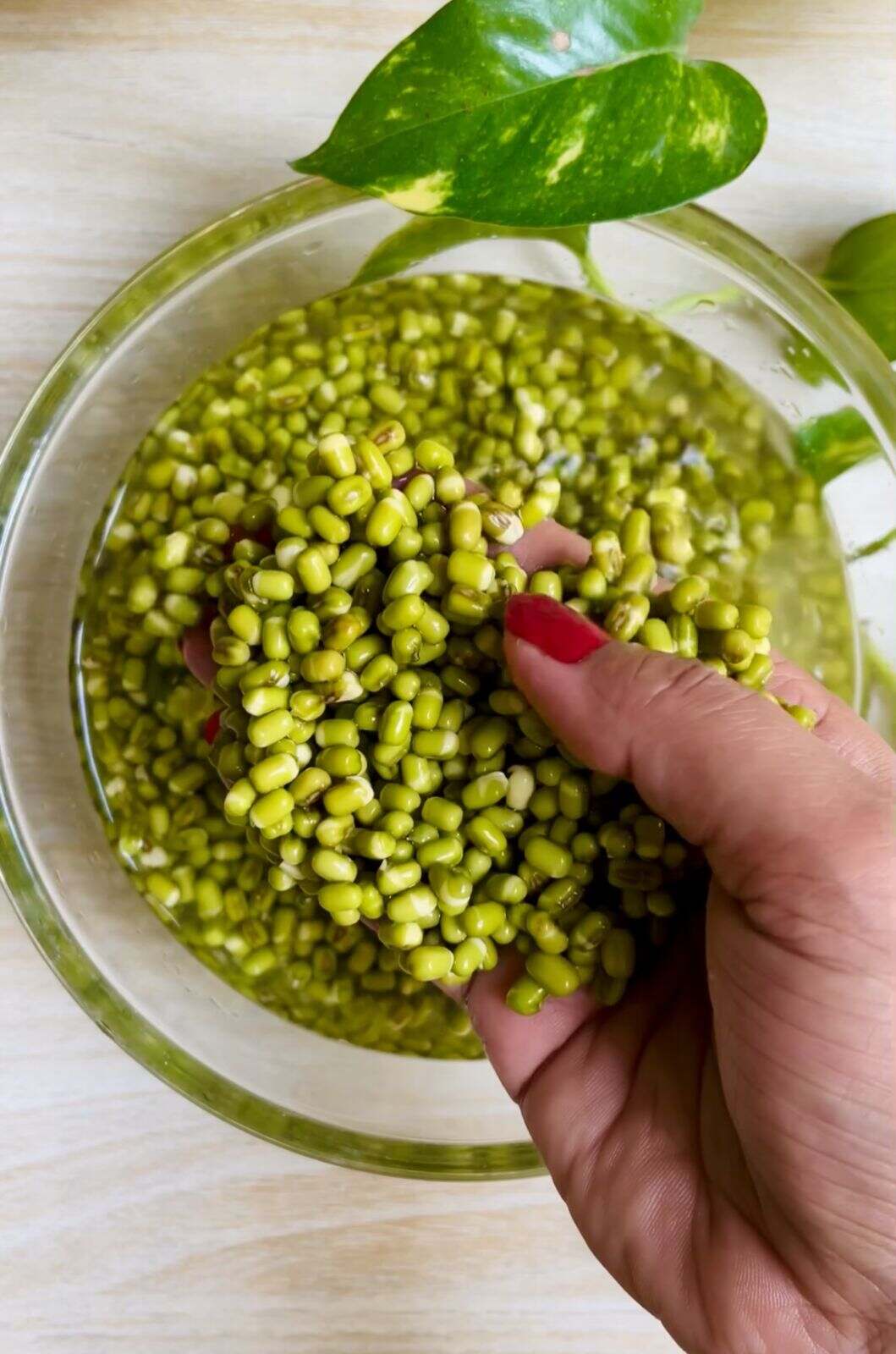 How to sprout moong overnight with one secret step - Masala Monk